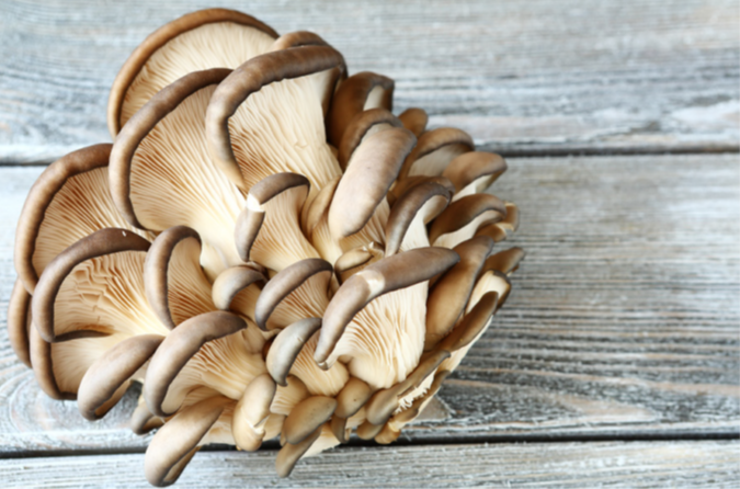 Published Research on Pleuran from Oyster Mushroom | InfoMedica USA