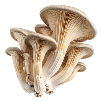 Pleuran from Oyster Mushroom | InfoMedica USA